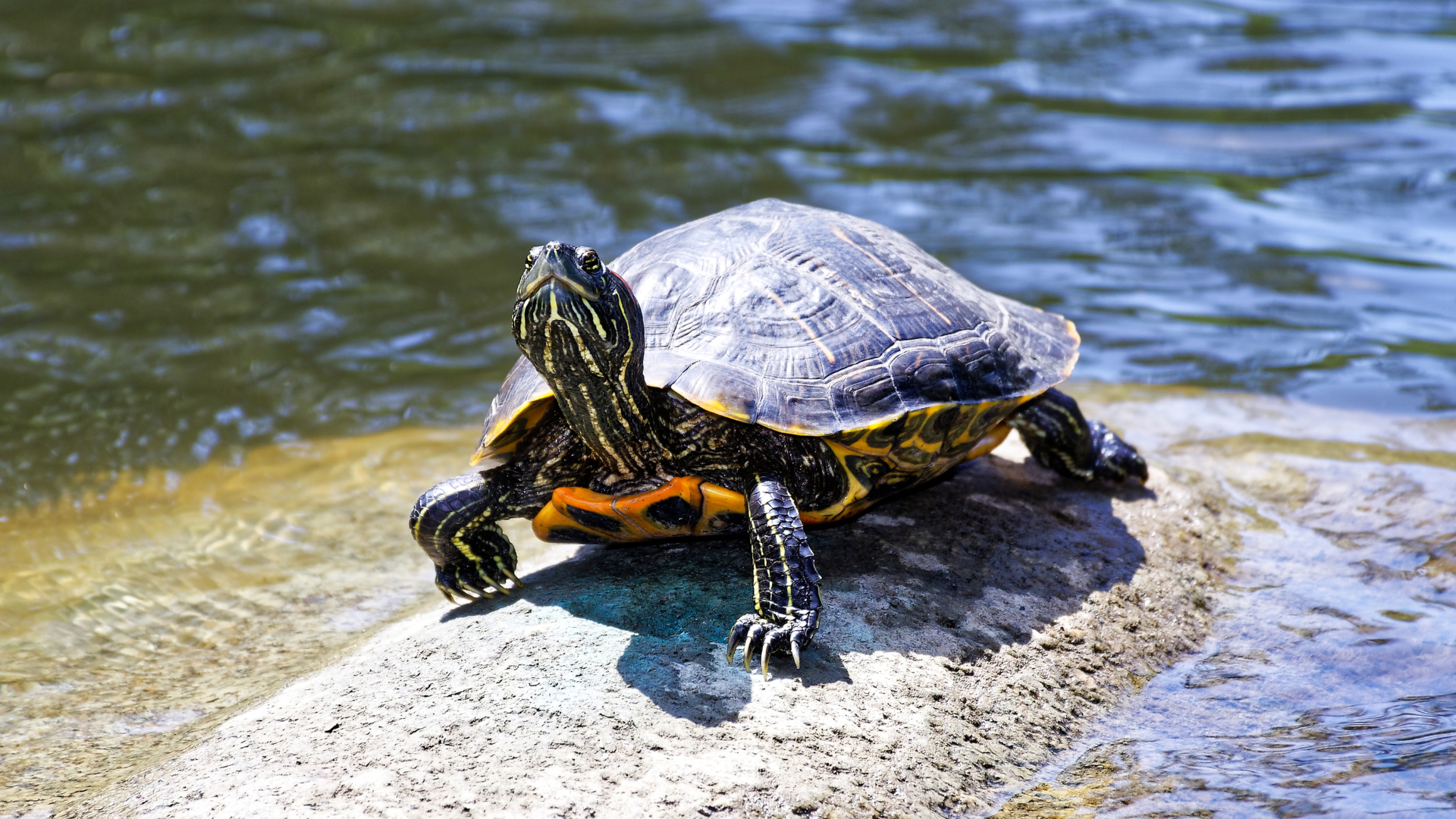 Aquatic Turtle History Form | Kindred Spirits Veterinary Clinic